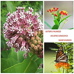 800+ Butterfly Milkweed Seeds for Planting, Swamp Milkweed, Common Milkweed, Showy Milkweed, 4 Pack of 200 Seeds Each Heirloom, Non-GMO Untreated, ttract Monarch Butterflies.
