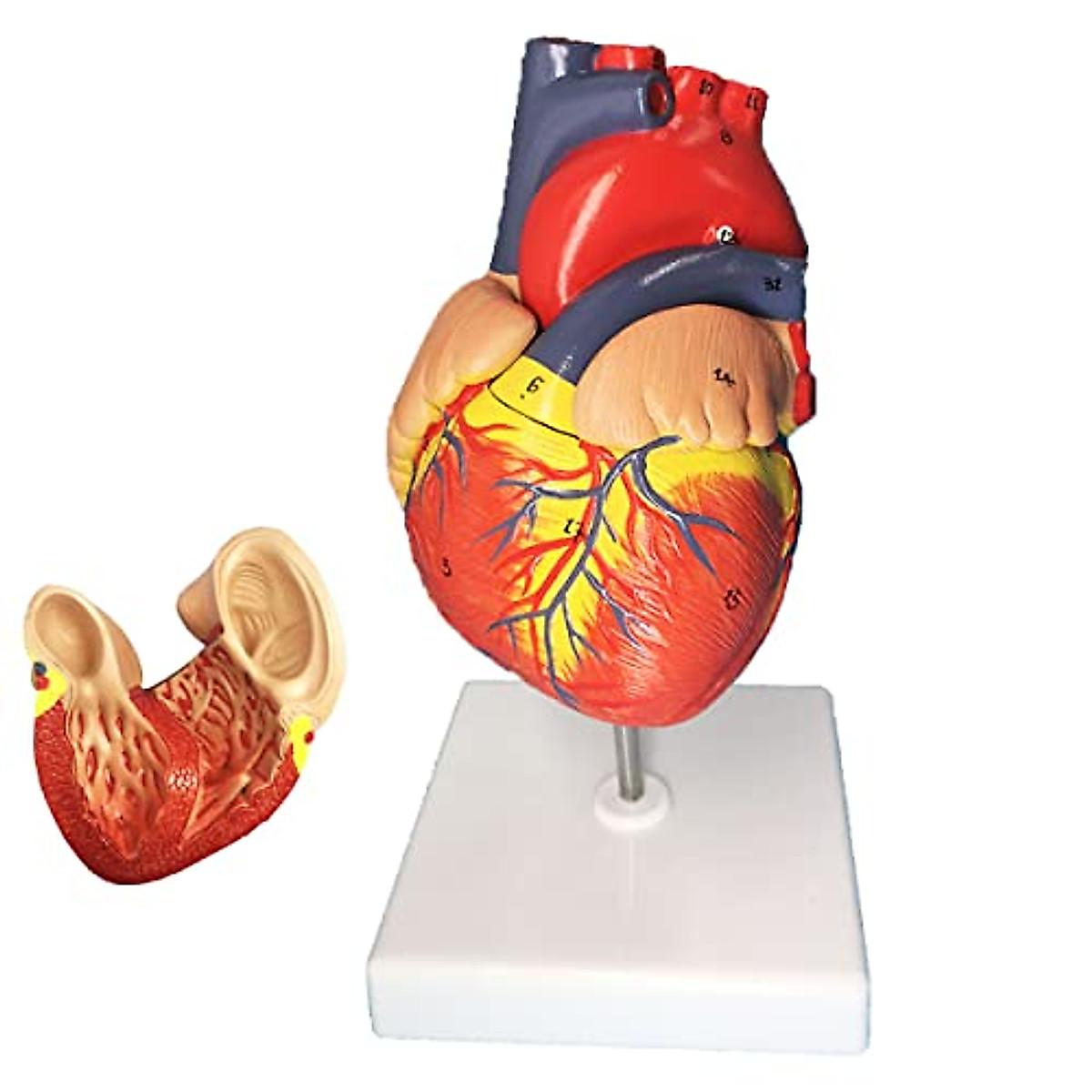 Veipho Heart Model, Heart Model Anatomy with Stand, Human Heart Models Anatomy Life Size, 2-Part Human Heart Model, Heart Model Anatomy, 34 Accuracy Numbers for Anatomical Structures