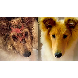 Mite Avenge Demodectic Mange Mite Treatment for Dogs - All-Natural, Non-Toxic (6 Treatments)