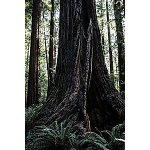 Coast Redwood | Small Tree Seedling | The Jonsteen Company