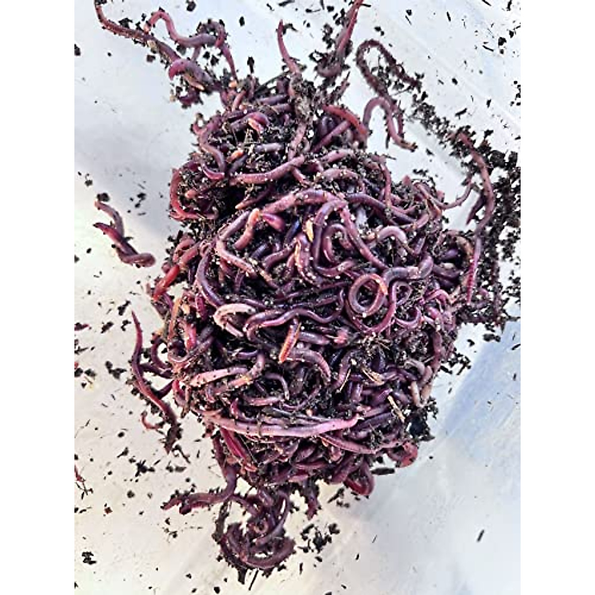 Nature's Dream Ranch 150 Count Live Red Wiggler Earthworms Vermicomposting Garden Red Wrigglers - Farm Composting, EW001-150A 0