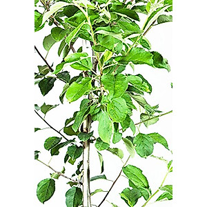 Perfect Plants Anna Apple Tree Live Plant, 4-5', Includes Care Guide