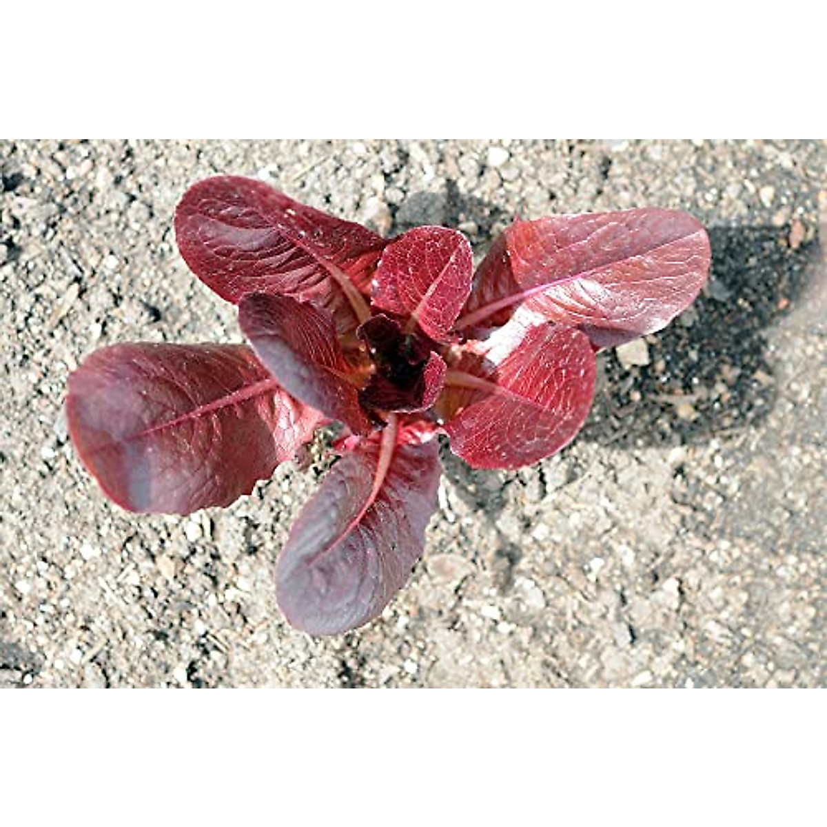 Rouge D'hiver Romaine Lettuce Seeds for Planting, 1000+ Heirloom Seeds Per Packet, (Isla's Garden Seeds), Non GMO Seeds, Botanical Name: Lactuca Sativa, Great Home Garden Gift