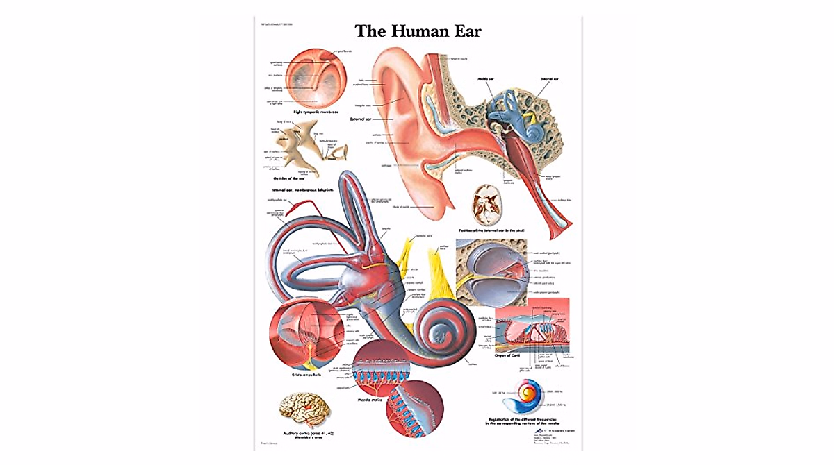 3B Scientific VR1243L Glossy Laminated Paper Human Ear Anatomical Chart, Poster Size 20" Width x ...