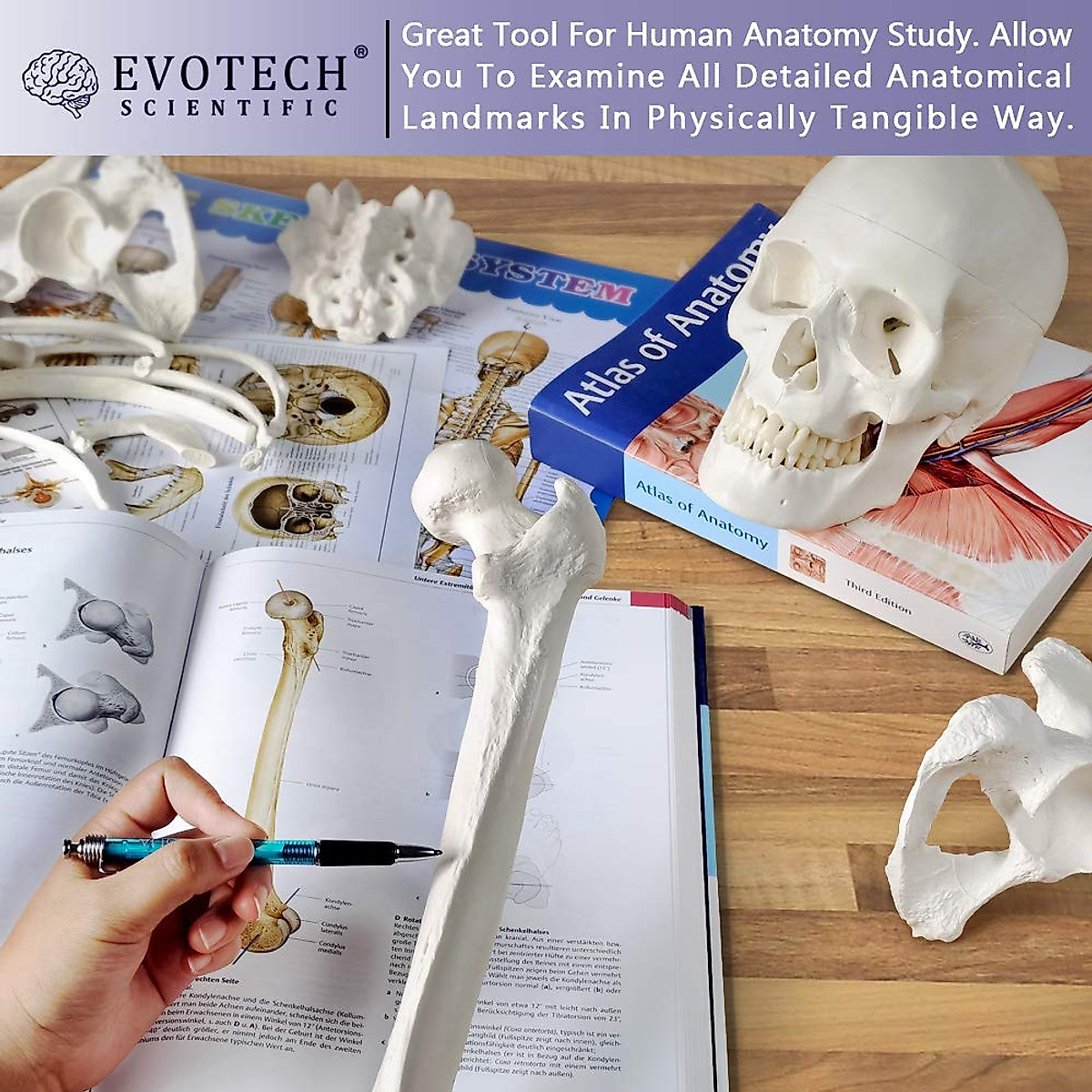 Evotech Disarticulated Human Skeleton Model For Anatomy 67 inch High, Full Size Skeleton Models with Skull, Spine, Bones, Articulated Hand & Foot, for Anatomy Medical Learning