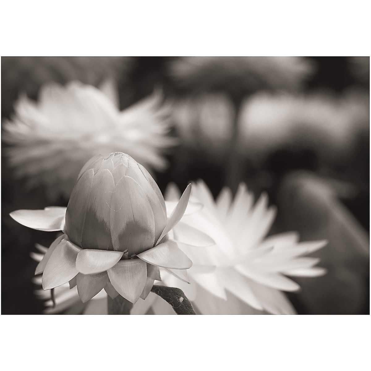 Digital Nc 48 Macro LED Ring Light & Ring Flash with LCD Display Compatible with Nikon, Canon, Sony, Panasonic, Leica, Fujifilm, Pentax & Olympus DSLR's