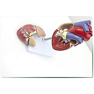 Genuine 1: 1 human heart model B-color ultrasound medical cardiology cardiac anatomy teaching model