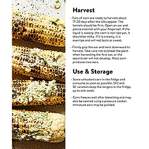 Burpee On Deck Sweet Corn Seeds 50 seeds