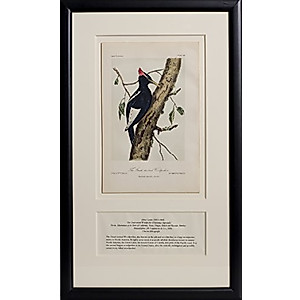 The Great-crested Woodpecker