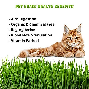Certified Organic Cat Grass Seeds by Handy Pantry - Non-GMO Wheatgrass Seeds for Cats, Dogs, Rabbits, Pets - Wheat Grass Hairball Remedy for Cats - Hard Red Wheat for Your Home Cat Grass Kit (12 oz.)