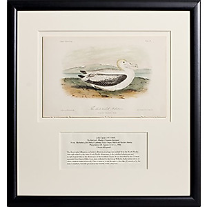 The Short-tailed Albatross