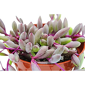 Live Succulent 4" Othonna Capensis Ruby Necklace, Succulents Plants Live, Succulent Plants Fully Rooted, House Plant for Home Office Decoration, DIY Projects, Party Favor Gift by The Succulent Cult
