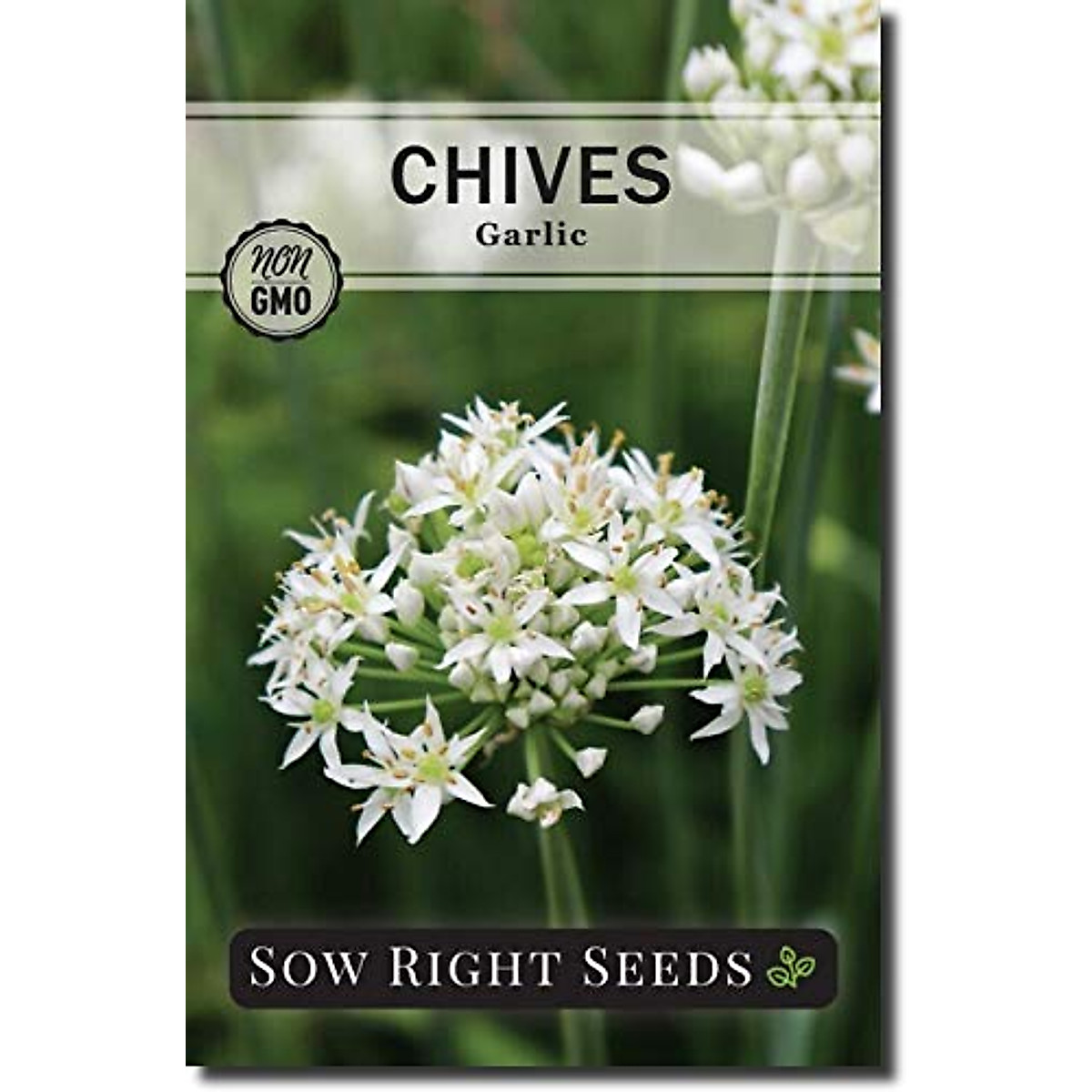 Sow Right Seeds - Chive Seed Collection for Planting - Grow Both Common Chives and Garlic Chives for Your Kitchen - Non-GMO Heirloom Seeds with Instructions to Plant, Indoor or Outdoor; Great Garden