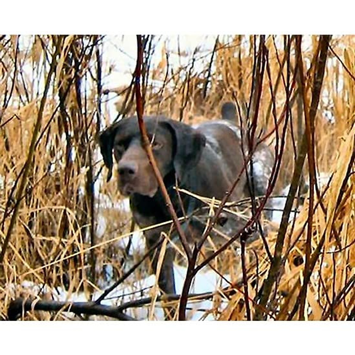 CafePress German Shorthaired Pointer Mug Ceramic Coffee Mug, Tea Cup 11 oz