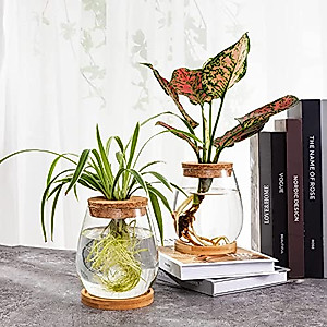 Biggun Plants Propagation Station - Desktop Plant Terrarium Glass Hydroponic Vases Water Plant Propagating Jars Gardening Gifts for Women Mom Plant Lovers (2Pcs, Separated Style)