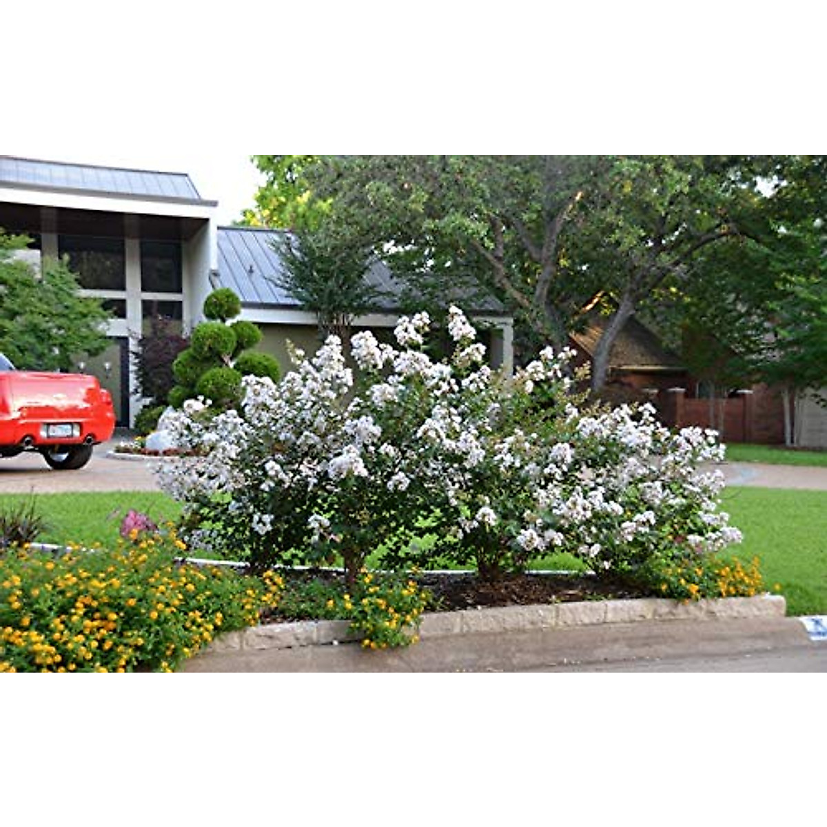 1195-Dwarf White Crape Myrtle (Lagerstroemia Indica) Seeds by Robsrareandgiantseeds UPC0764425788447 Non-GMO,Organic,USA Grower,Bonsai,Showy, Butterfly Flower,1195 Package of 10 Seeds