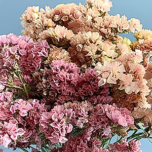 QAUZUY GARDEN 500 Seeds Muti-Colored Statice Flowers Seeds Showy Everlasting Garden Cut Flowers for Dried Arrangements & Bouquets
