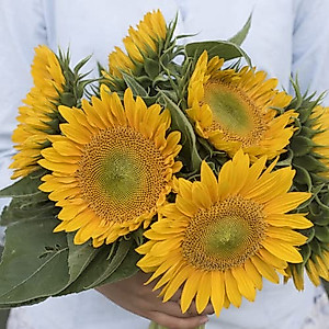 CHUXAY GARDEN Sunrich Gold Sunflower 1000 Seeds Lovely Gold Flowers Easy Care High Germination Rate Showy Accent Plant Great for Wedding Bouquets