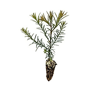 Coast Redwood | Small Tree Seedling | The Jonsteen Company