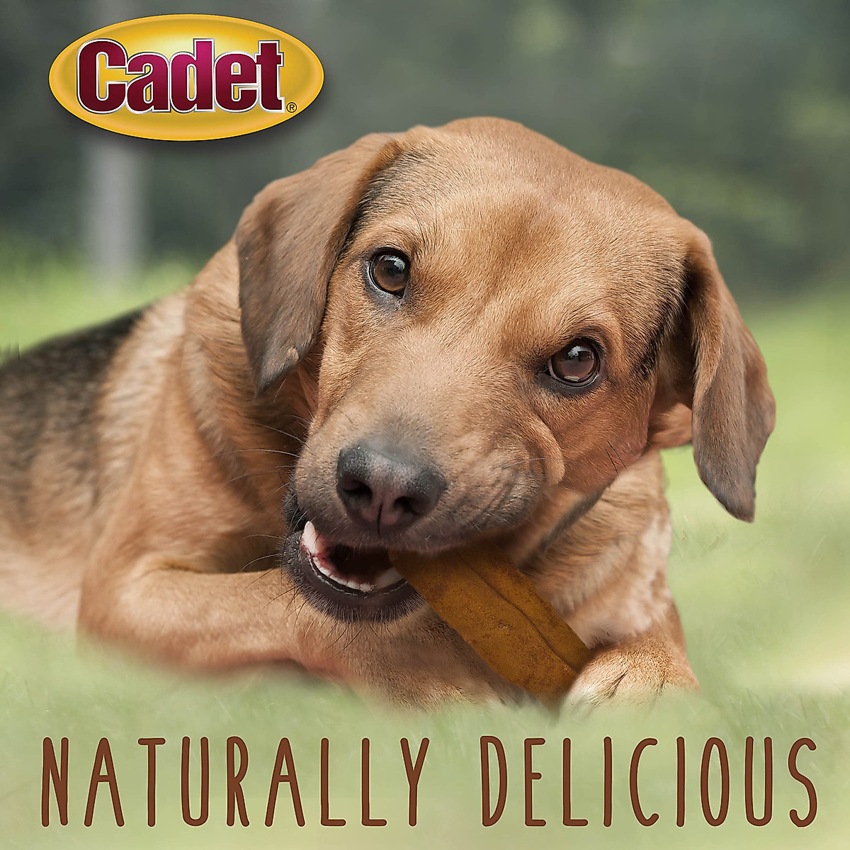 Cadet Premium Grade Beef Hide for Dogs, Rawhide Long Lasting Dog Chews, Chips, Curls & Rolls for Small/Medium/Large Dogs