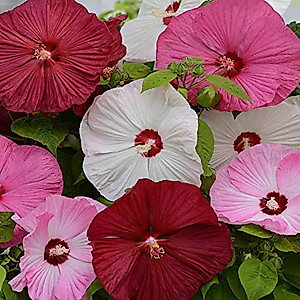 Outsidepride Hibiscus Luna Garden Flower Seed & Foliage Plant Mix - 20 Seeds