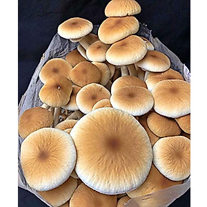 MushroomMediaOnline - 100% Soy Hull Mushroom Pellets - Ideal and Fast-Growing Substrate for Mushroom Cultivation, Oyster Mushrooms, Shiitake, and More (10 Pounds)
