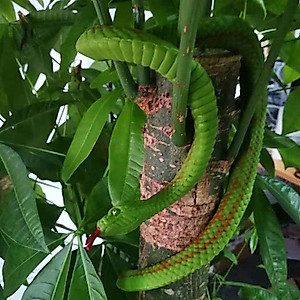 BOHS Elastic Rubber Green Snake- Stretch & Swing - Easy Camouflage - Prank Toy Scary Fake Lifelike Animal Model - 130 CM / 4.2 Feet