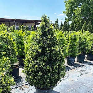 CHUXAY GARDEN Chinese Podocarpus Seeds for Planting Privacy Screen Dwarf Shrubs Evergreen Conifer Bushes Podocarpus Macrophyllus Seed 30 Seeds Hardy Tree Fast Growing Great for Bonsai