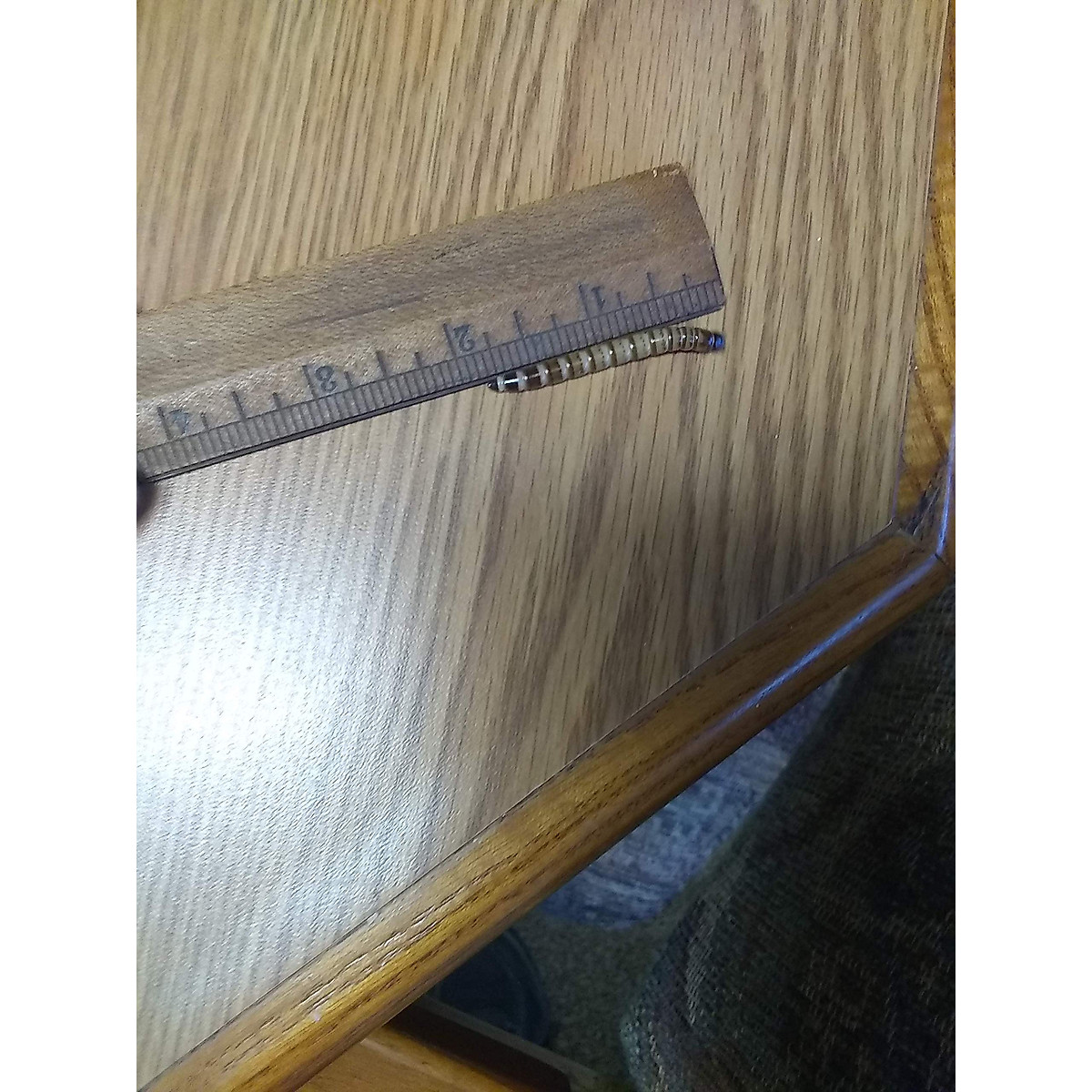 100 Large Superworms for Reptiles by DBDPet | Live Arrival is Guaranteed