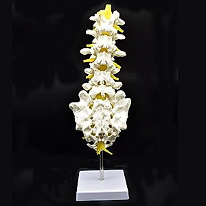 Medical Human Lumbar Spine Demonstration Model Anatomical Model Lumbar Vertebrae Sacrum & Coccyx, with Herniation Disc,for Science Classroom Study Display Teaching Medical Model 15 Inch Hight