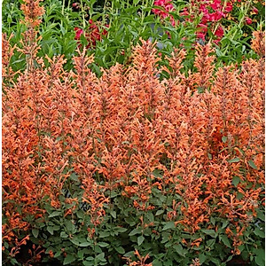 50+ Perennial Arizona Sandstone Hummingbird Mint Flower Seeds for Planting Outdoor- Rare Agastache Seeds Garden Home Plant Non-GMO