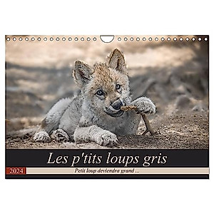 The little grey wolves (Wall Calendar 2024 DIN A4 Landscape), CALVENDO 12 Month Wall Calendar