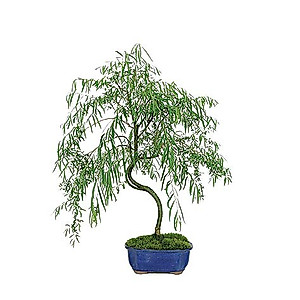 Bonsai Australian Willow Tree Cutting - Large Thick Trunk Root Stock - One Live Indoor/Outdoor Bonsai Tree - Shipped Bare Root, No Pot or Soil Included