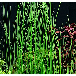 Mainam Giant Hairgrass | Eleocharis Vivipara Bundle Live Aquarium Plant for Freshwater Fish Tank Decoration 3 Days Live Guaranteed