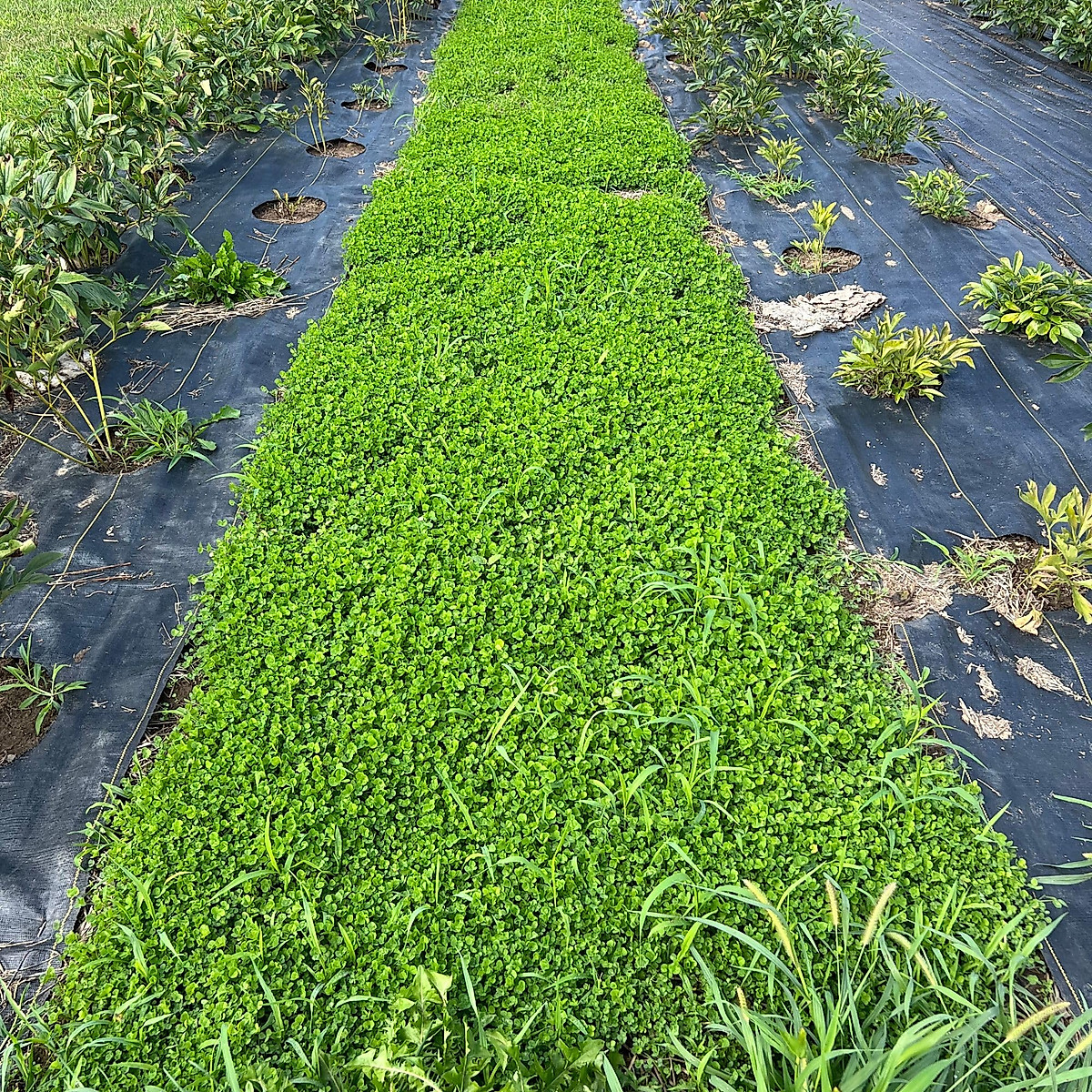 Micro Clover Seeds for Lawn - Microclover Seed for Planting - 1 Lb. ~400,000 Seeds - Drought-Tolerant Mini Clover Seed - Grass Alternative Miniclover Seeds for Lawn - by Mountain Valley Seed Company.