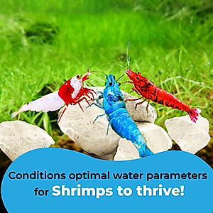 JOR Water Conditioner Calcium Rocks for Baby Shrimps, Isopods, and Crayfish, Enhances Pet Color, Provides Hideout, Breeding Spot, Beneficial for Shedding, Rustic Decor for Big and Nano Tanks, 3.5 oz.