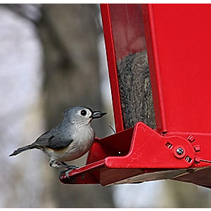 Prairie Melody(TM) Premium Black Oil Sunflower Bird Seed, Pesticide Free, 12-Pound Bag