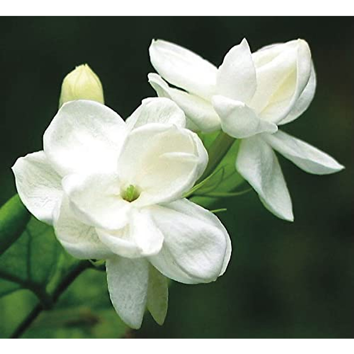 50pcs Jasmine Seeds for Planting, Non-GMO Heirloom, 90% Germination Rate, Perennial Garden Bonsai Plant, No Experience Required, Easy to Grow