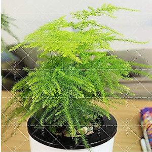 PLAT FIRM Germination Seeds:10PCS Asparagus (Asparagus Setaceus)-Smallboo Bonsai Setose Asparagus