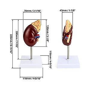 QWORK Life-Size Kidney Model, Divided into 2 Parts Showing Internal Structure A Normal Kidney Human Anatomy Replica for Doctors Office Educational Tool