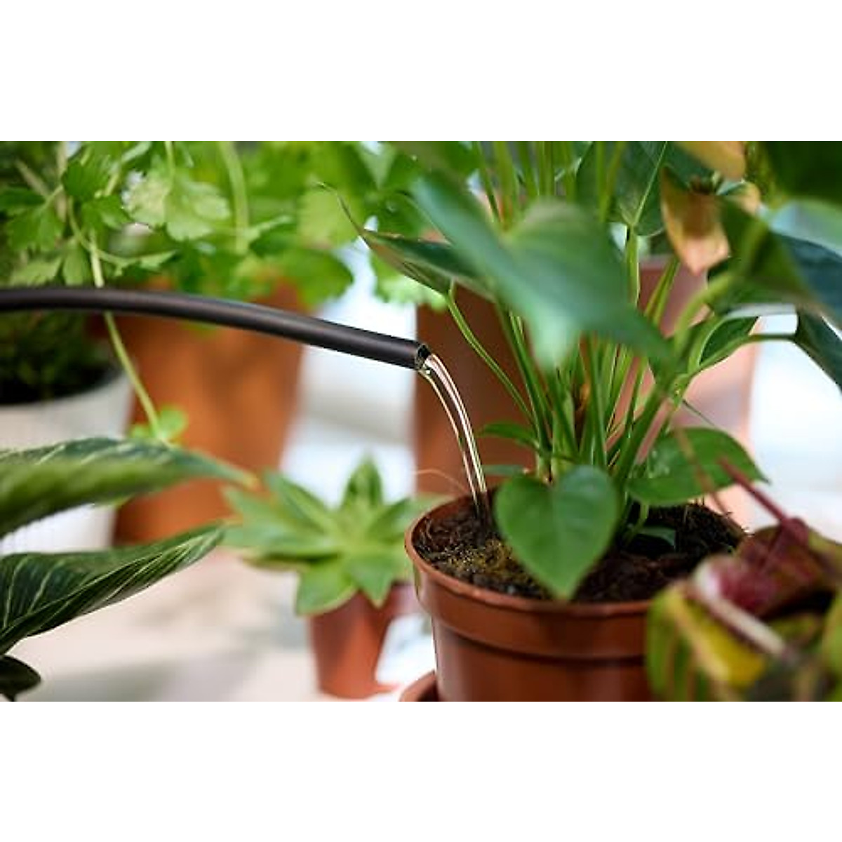 950mL 12-4-8 Liquid All Purpose Fertilizer