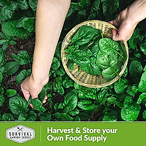 Survival Garden Seeds - Bloomsdale Spinach Seed for Planting - Packet with Instructions to Plant and Grow Delicious Spinach Greens in Your Home Vegetable Garden - Non-GMO Heirloom Variety