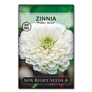 Sow Right Seeds - Zinnia Polar Bear Flower Seeds for Planting - Beautiful Flowers to Plant in Your Home Garden - Non-GMO Heirloom Packet - White Blooms Attract Pollinators - Cut and Come Again (1)