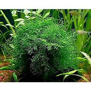 Java Moss Portion in 4 Oz Cup - Easy Live Fresh Water Aquarium Plants