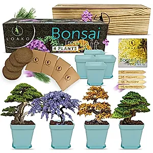 Bonsai Tree Seed Starter Kit - Complete Growing Kit - Grow 4 Bonsai Tree Live Indoor Plant from Seed - Adult Crafts - Grow Your Own Live Plant - Great DIY Kits for Adults - Crafts for Adults