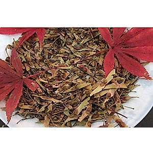 20+ Red Japanese Maple Tree Seeds Bonsai Acer palmatum Small Leaf