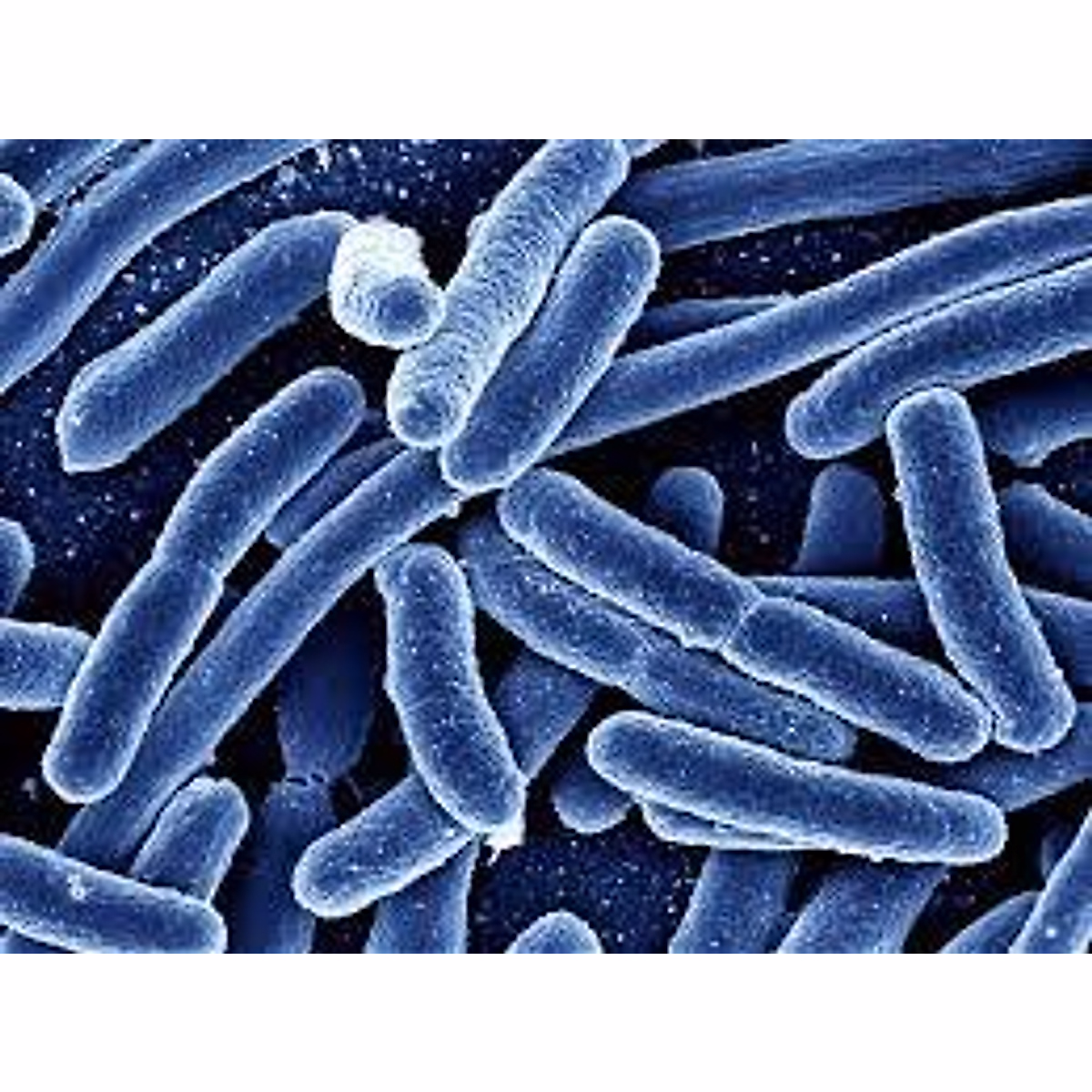 BaleBuster20 with Straw Bale Gardening Booklet!