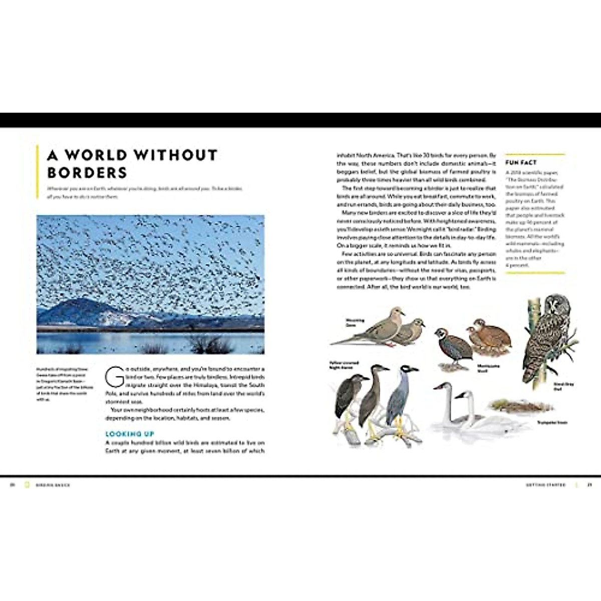 National Geographic Birding Basics: Tips, Tools, and Techniques for Great Bird-watching