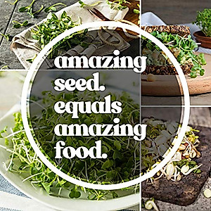 Endive Seeds for Planting - Witloof Chicory - 2 g 450 Seeds - Non-GMO, Heirloom Endive Seeds - Home Garden Vegetable Seeds - Sealed in a Beautiful Mylar Package for Extended Shelf Life