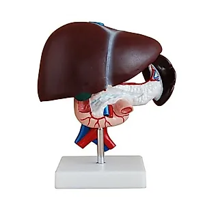 Human Life Size Liver, Pancreas and Duodenum Simulation Model Medical Anatomy Type:YR-H-XC-311